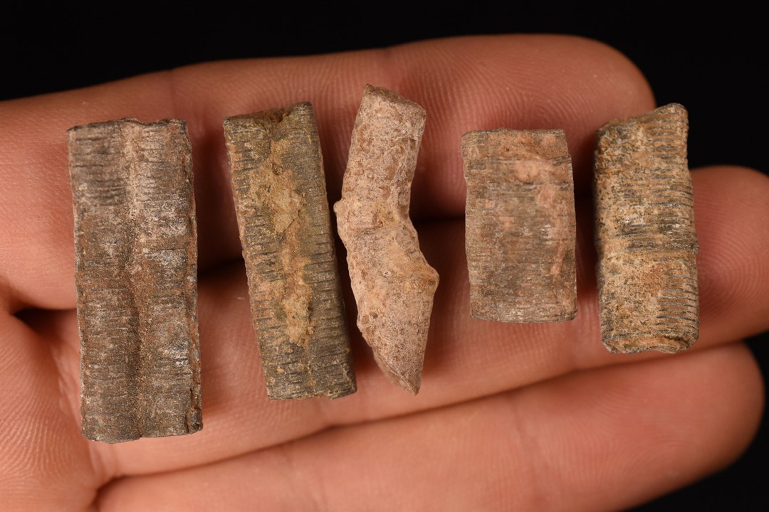 5 CRINOID Fossils 1-3cm 12.7g Genuine Specimens Natural Crinoids - Etsy