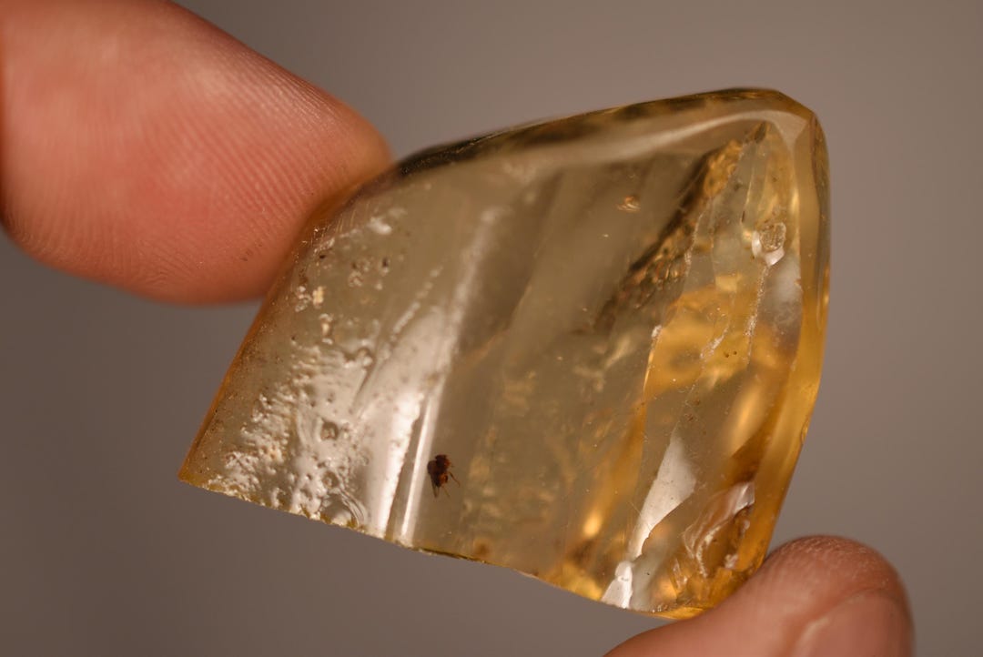 COPAL Specimen 3.3cm 8.4g With Insect Natural Fossil Resin - Etsy