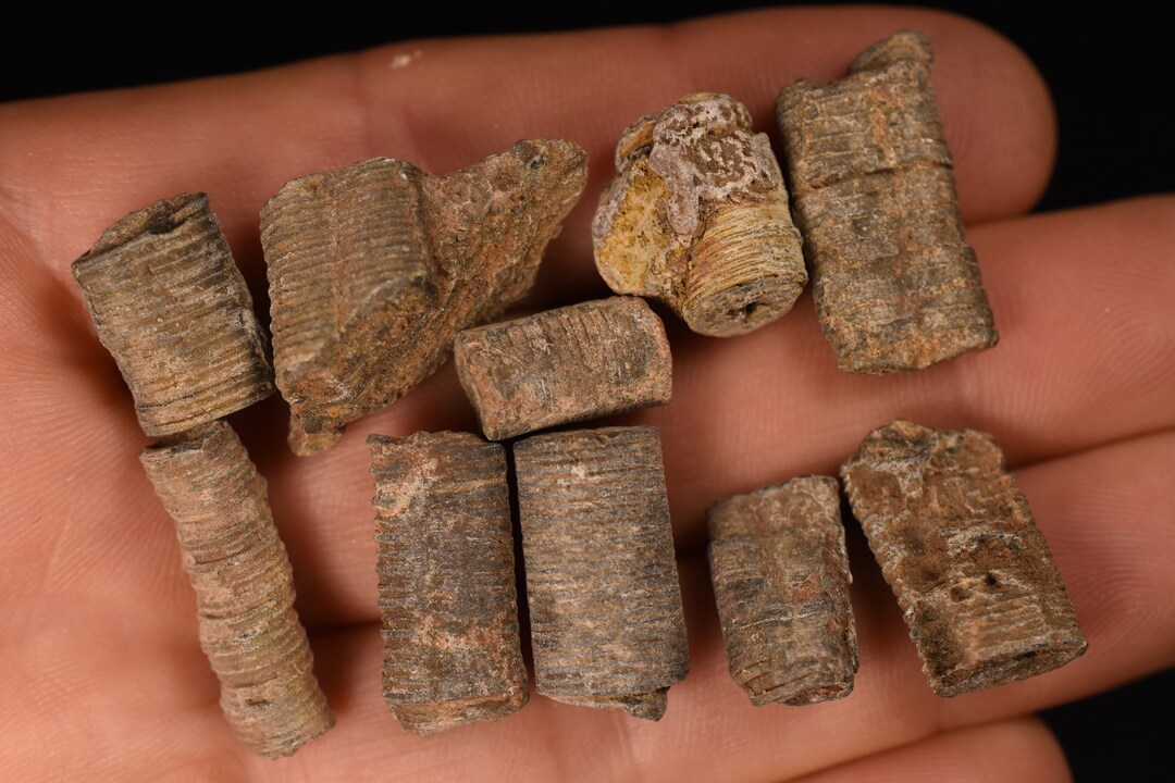 10 CRINOID Fossils 1-3cm 22.6g Genuine Specimens Natural Crinoids - Etsy