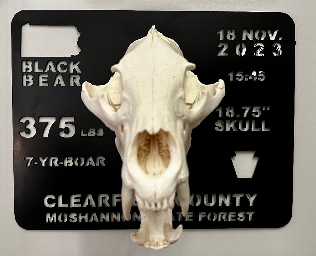 Bear Skull Mount Plaque - Etsy