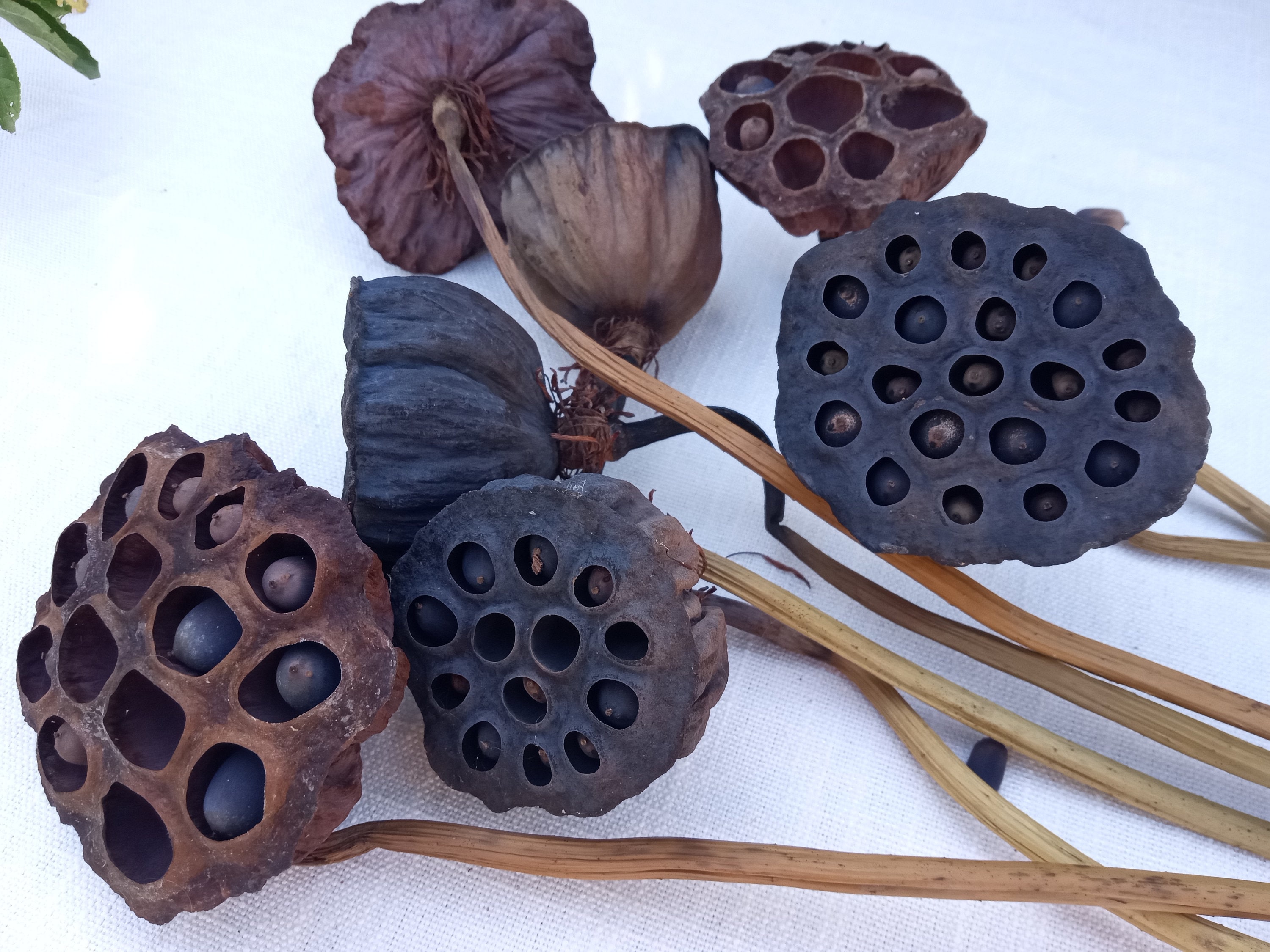 Dried Lotus Seed Pods