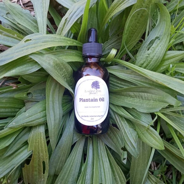 Plantain Infused Oil - Etsy