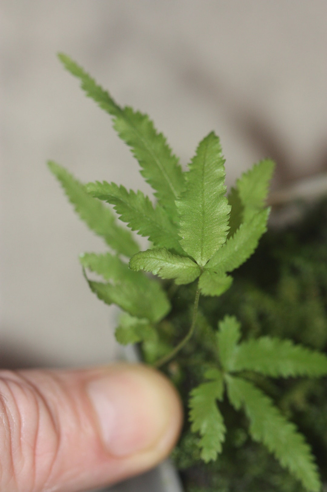 Vietnamese Minature Finger Fern, Newly Offered for the First Time - Etsy