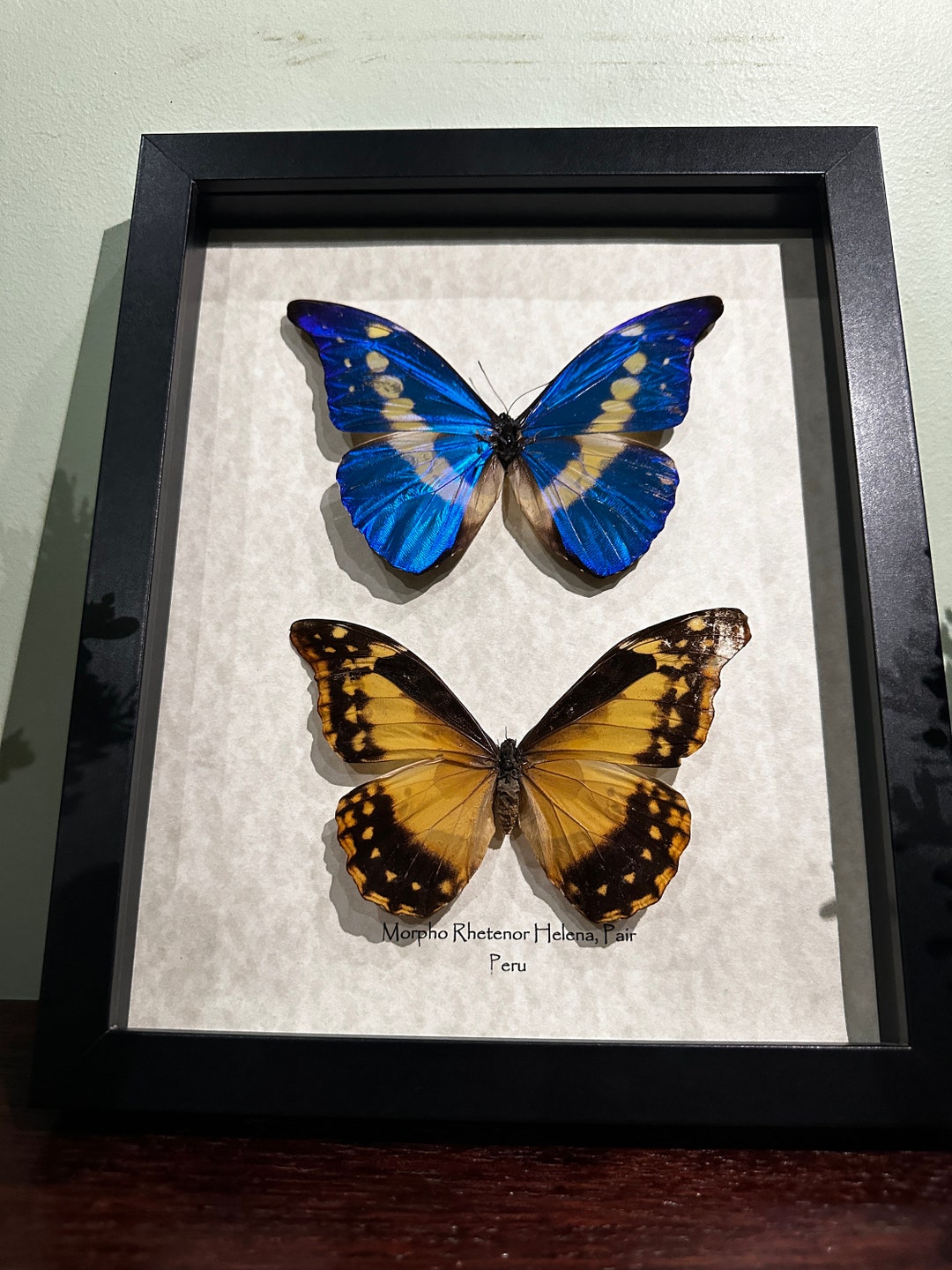 Stunning RARE Morpho Rhetenor Helena Butterfly Pair male/female RARE ...