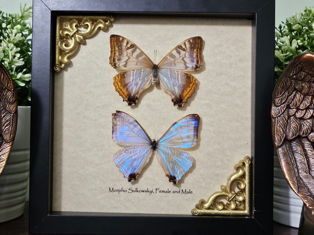 VERY RARE Morpho Sulkowskyi Holographic Butterfly Pair - Displayed in ...