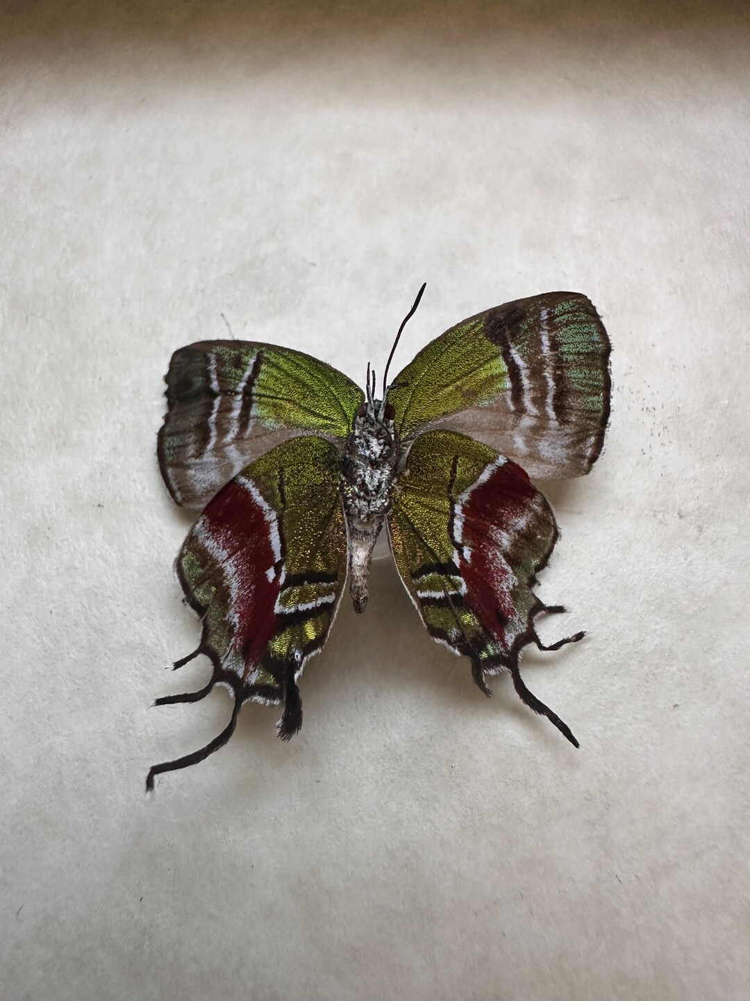 Rare REAL Green Metallic Evenus Gabriela Butterfly Taxidermy Framed - Etsy