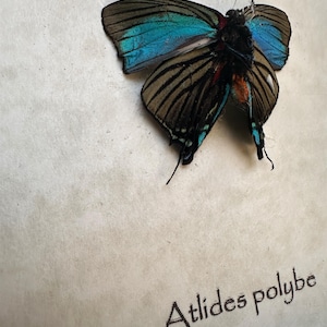 Rare REAL Metallic Blue Light Blue Atlides Polybe Hairstreak Butterfly ...