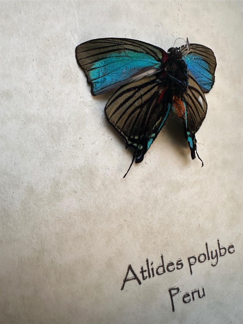 Rare REAL Metallic Blue Light Blue Atlides Polybe Hairstreak Butterfly ...