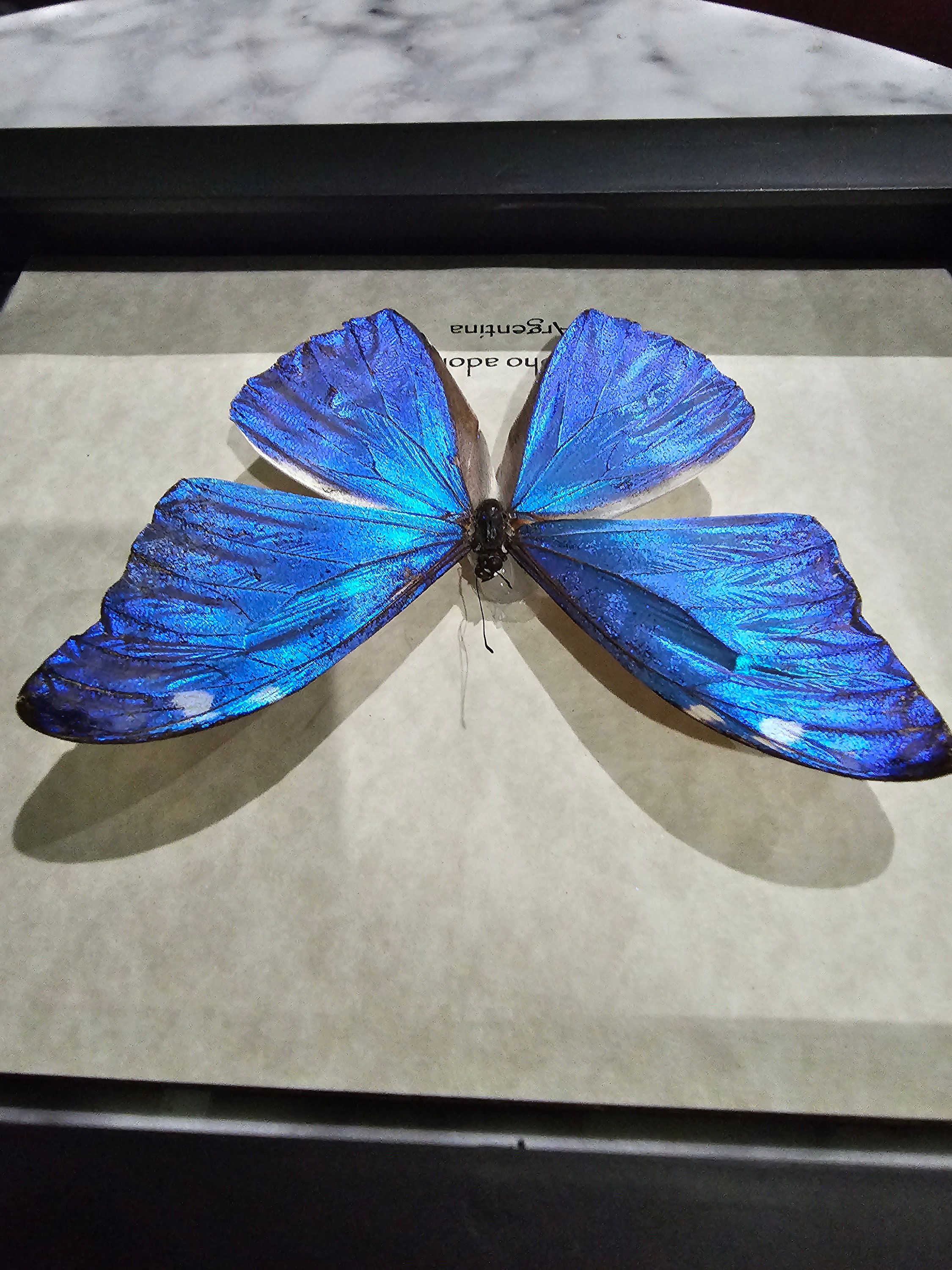 Real Morpho Adonis Butterfly Black Framed - Etsy