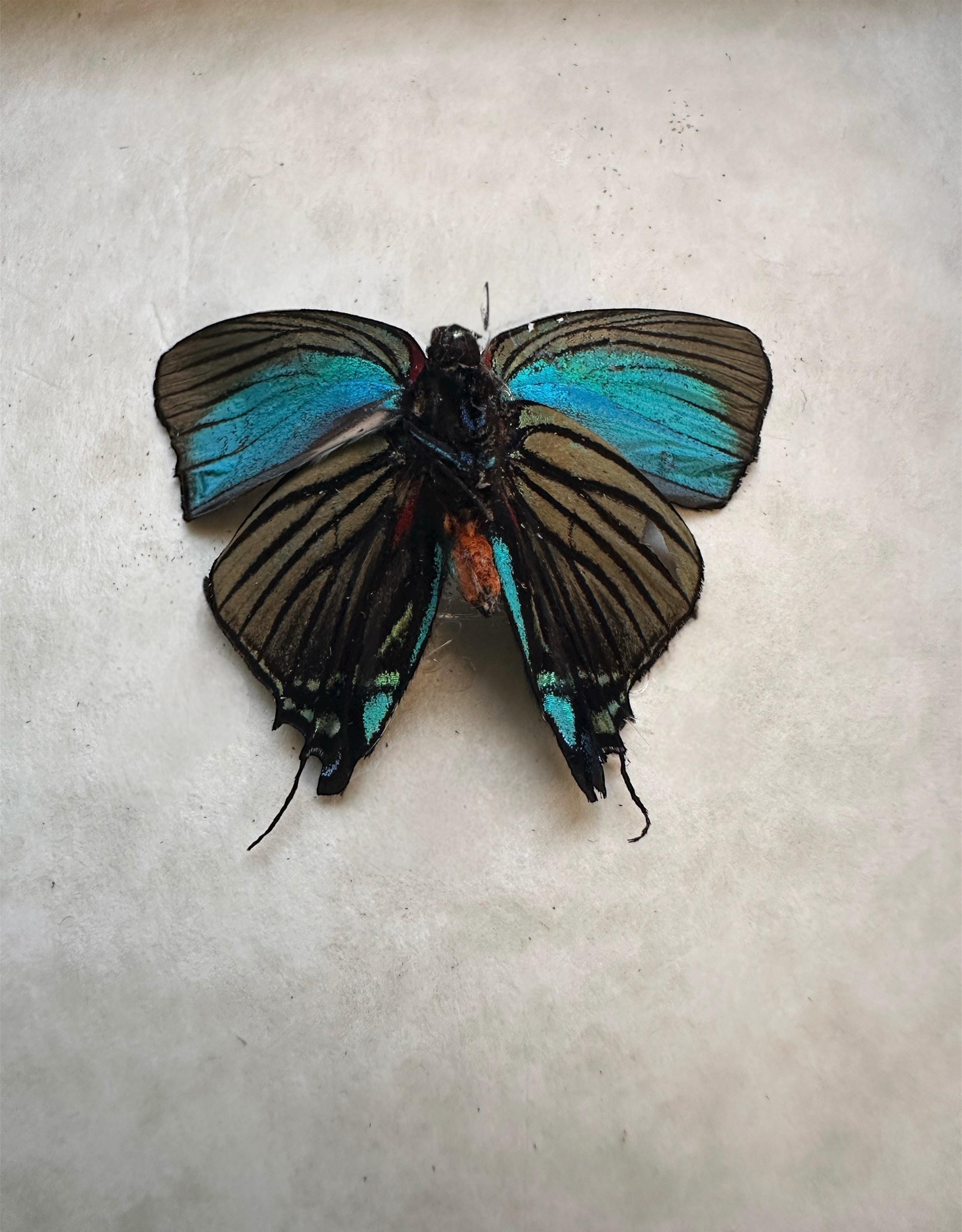 Rare REAL Metallic Blue Light Blue Atlides Polybe Hairstreak Butterfly ...