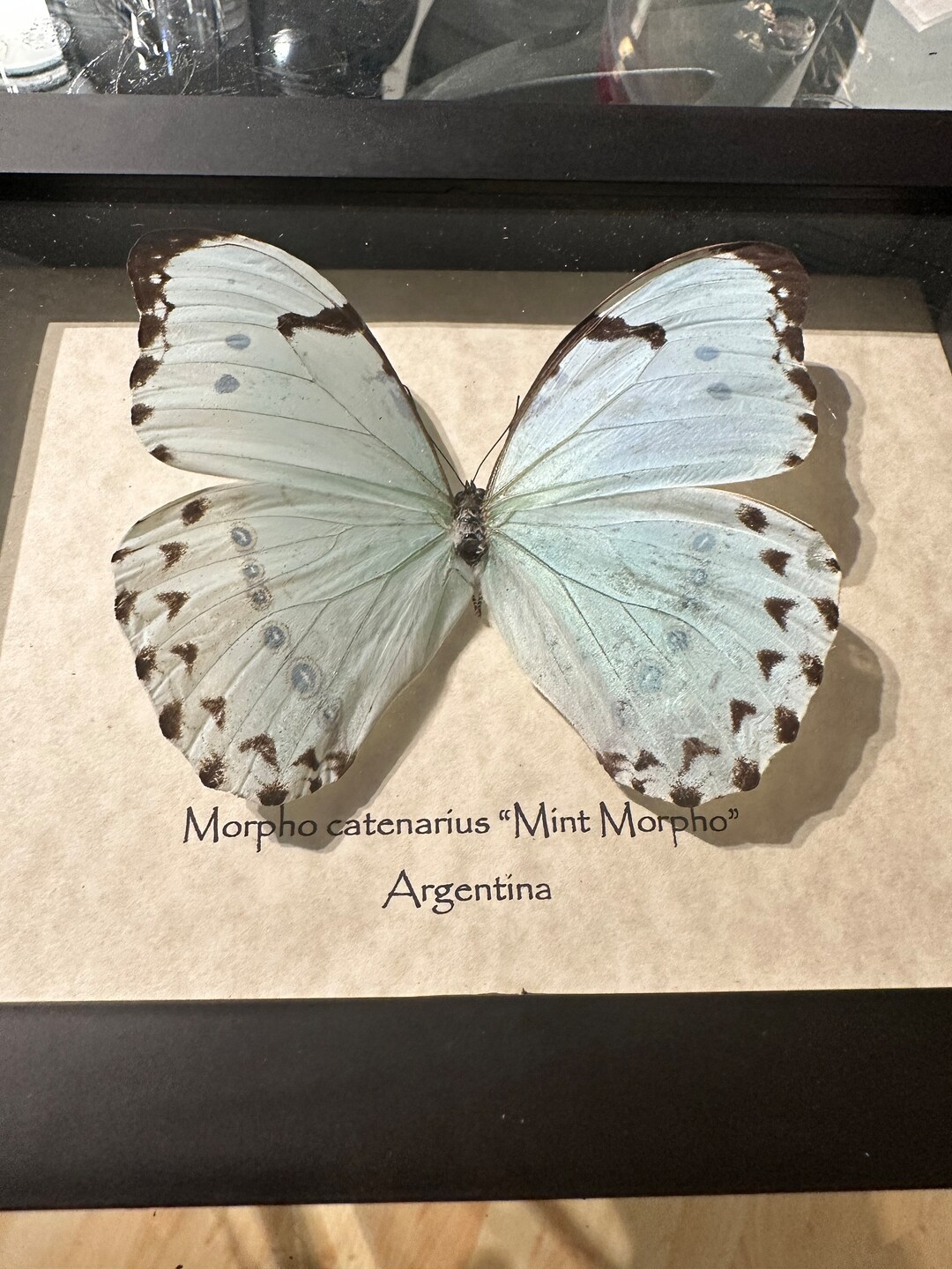 REAL Butterfly Morpho Catenarius “mint Morpho” in Elegant Black Framed ...