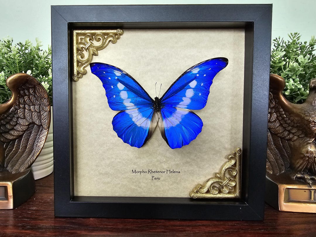 Real Rare Framed Morpho Rhetenor Helena Butterfly Exotic Taxidermy Old ...