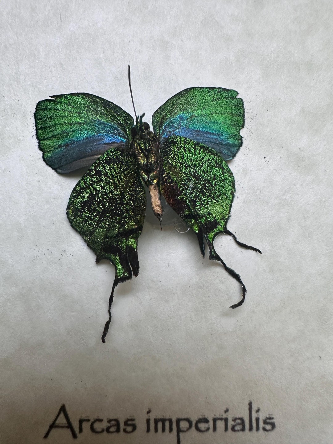 Very Rare REAL Metallic Green Blue Arcus Imperialis Hairstreak ...