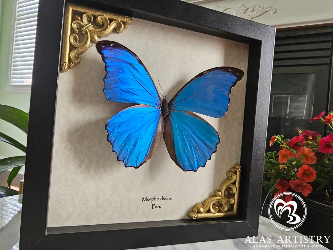 Elegant Real Morpho Didius XL Giant Blue Morpho Taxidermy Art With Black Frame Old World ...
