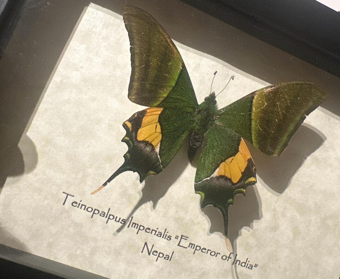Real VERY RARE Dried Teinopalpus Imperialis Kaiser-i-hind "emperor of ...