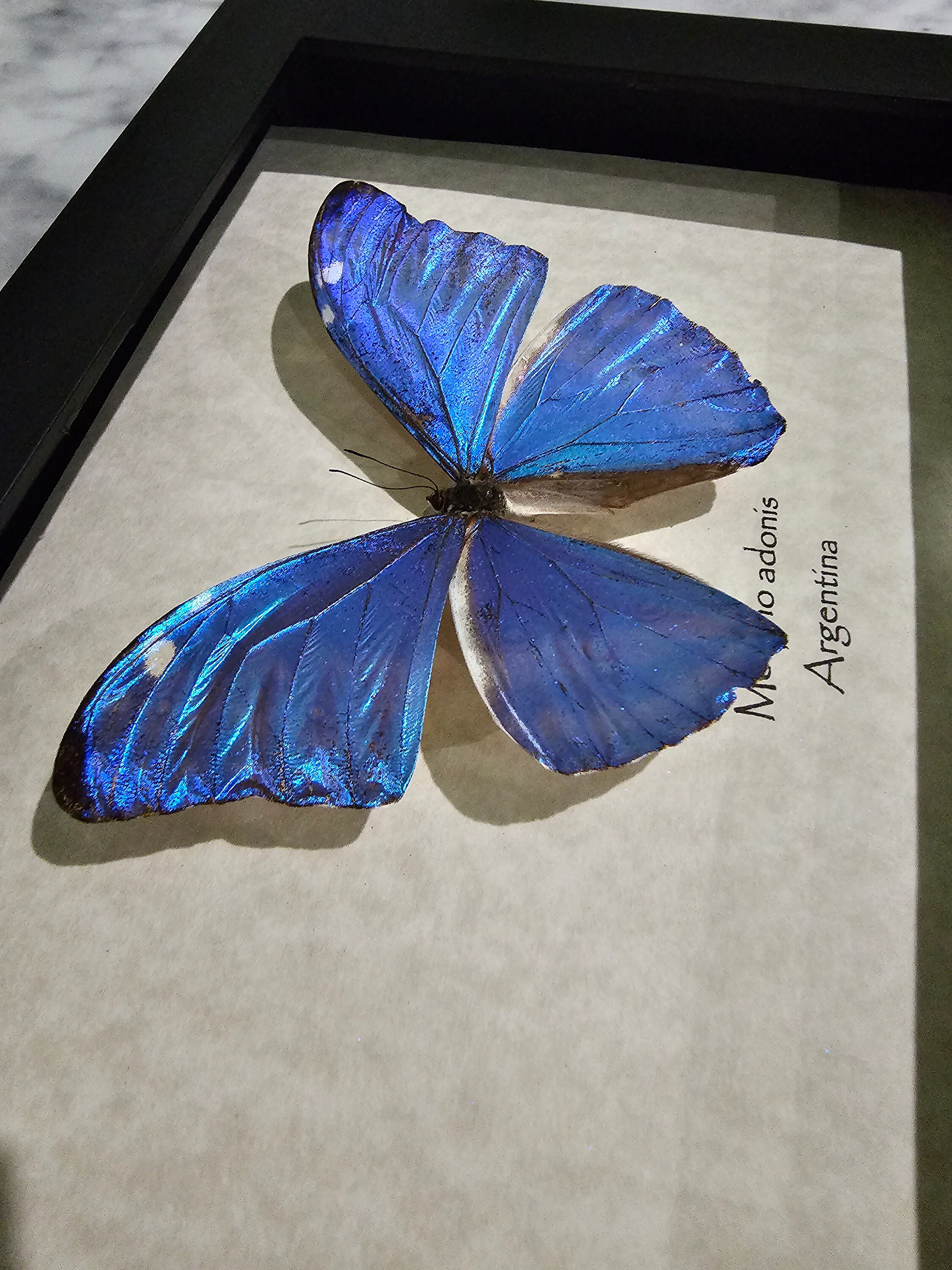 Real Morpho Adonis Butterfly Black Framed - Etsy