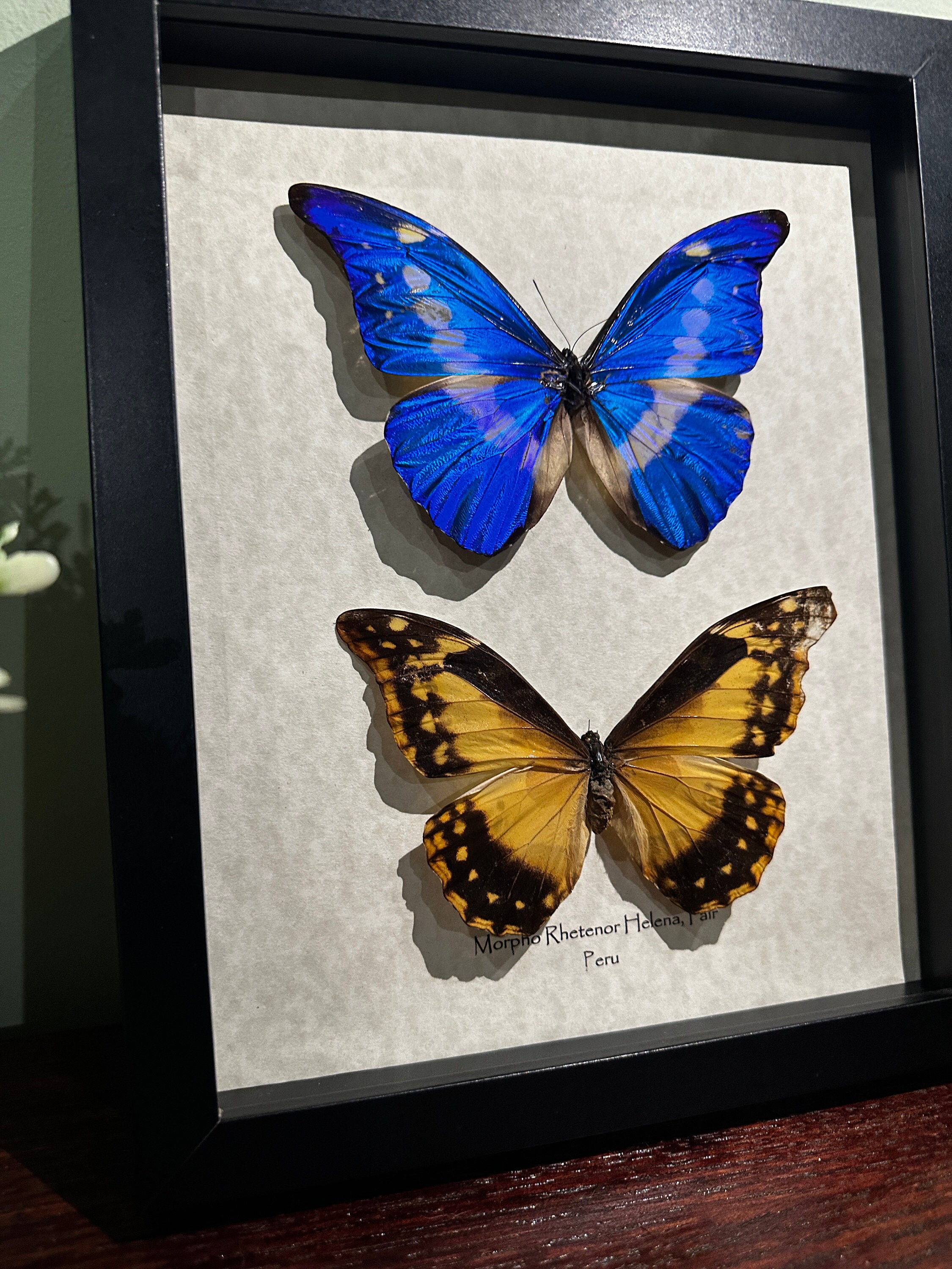 Stunning RARE Morpho Rhetenor Helena Butterfly Pair male/female RARE ...