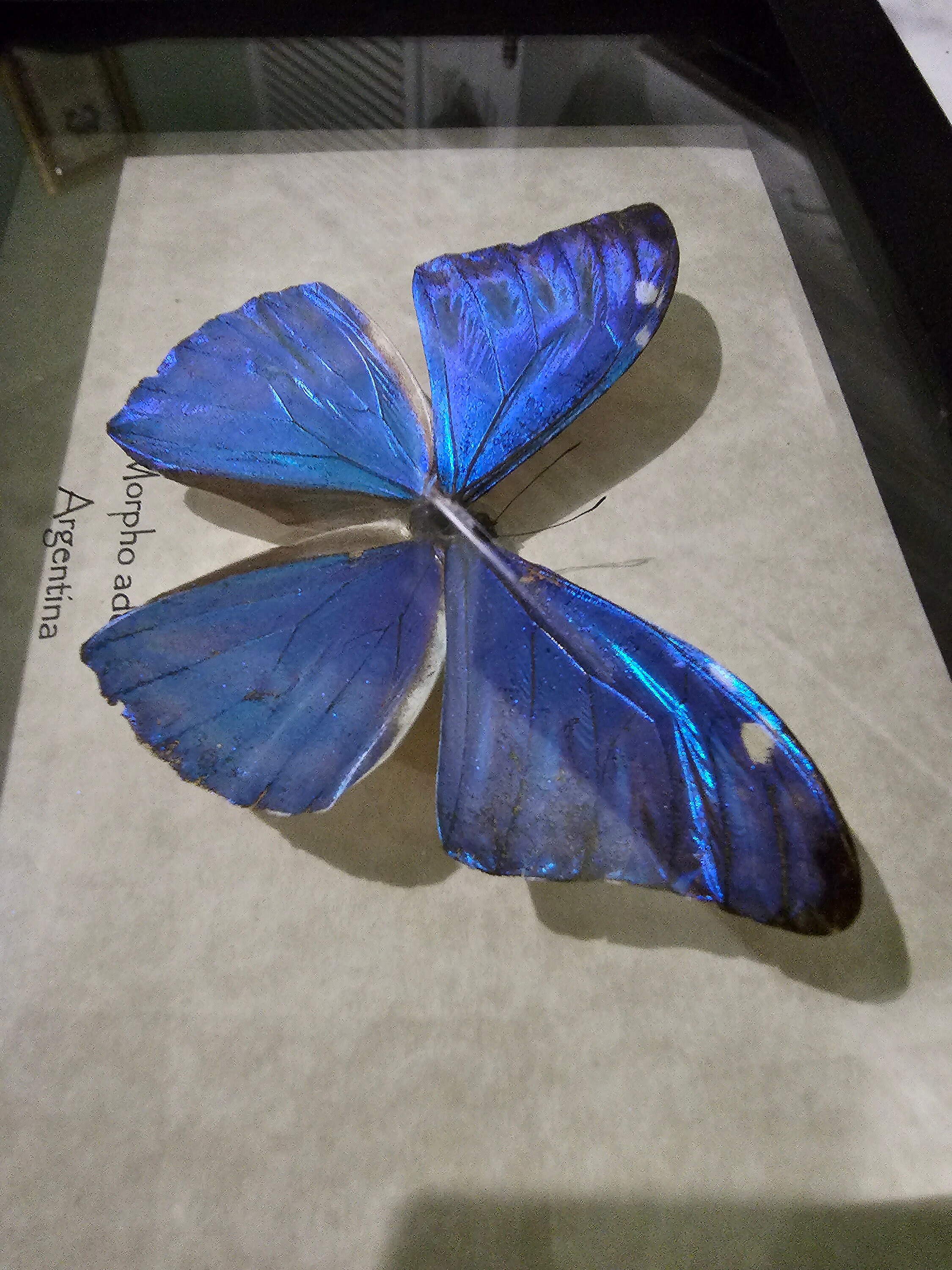 Real Morpho Adonis Butterfly Black Framed - Etsy
