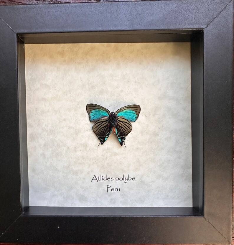 Rare REAL Metallic Blue Light Blue Atlides Polybe Hairstreak Butterfly ...