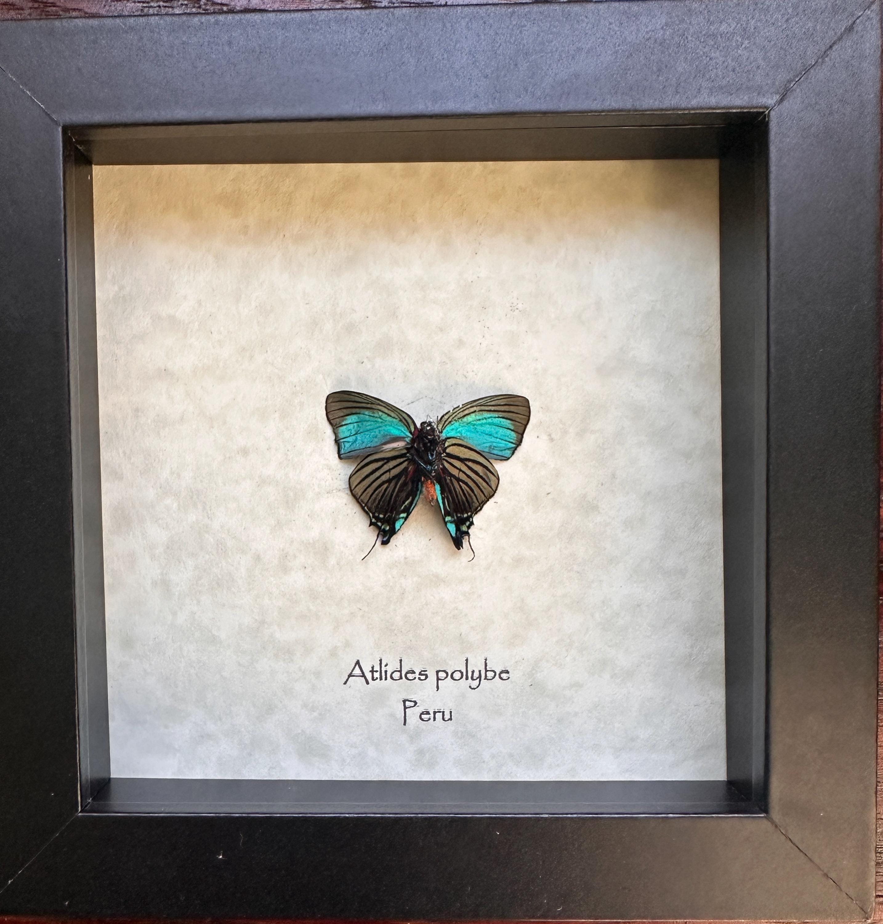 Rare REAL Metallic Blue Light Blue Atlides Polybe Hairstreak Butterfly ...