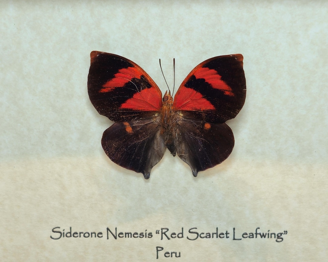 Real Siderone Nemesis Red Scarlet Leafwing Butterfly Framed Taxidermy ...