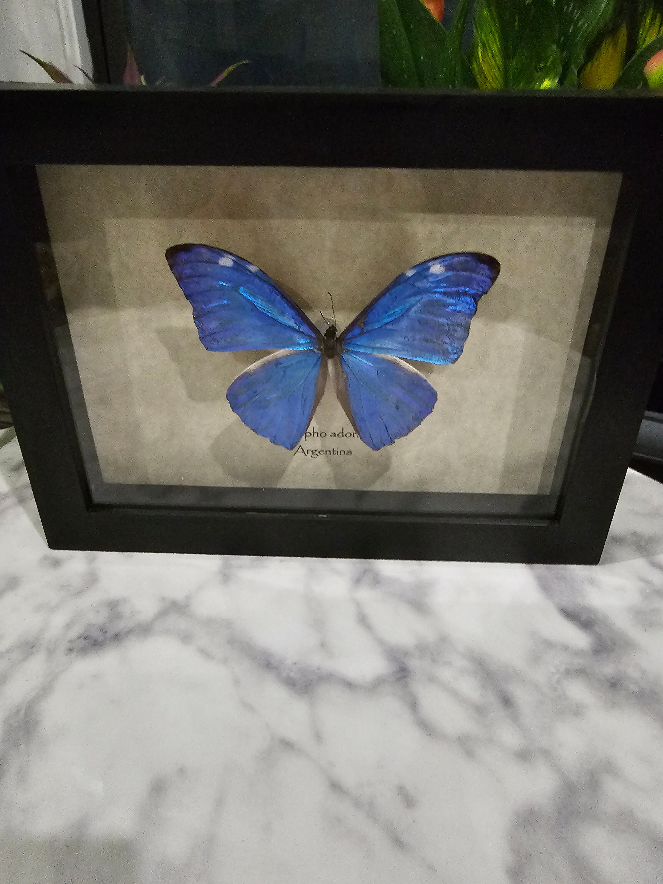 Real Morpho Adonis Butterfly Black Framed - Etsy