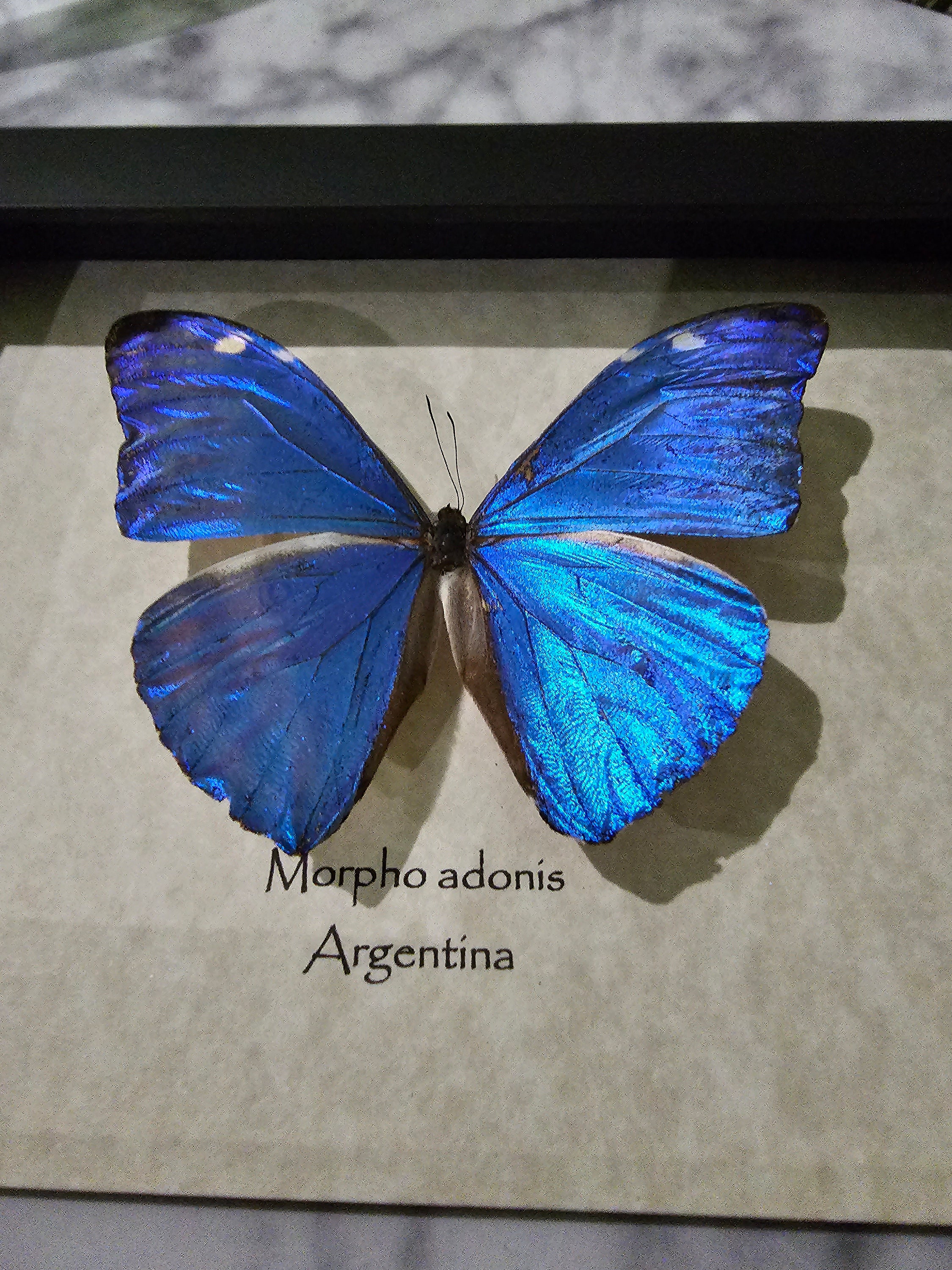 Real Morpho Adonis Butterfly Black Framed - Etsy