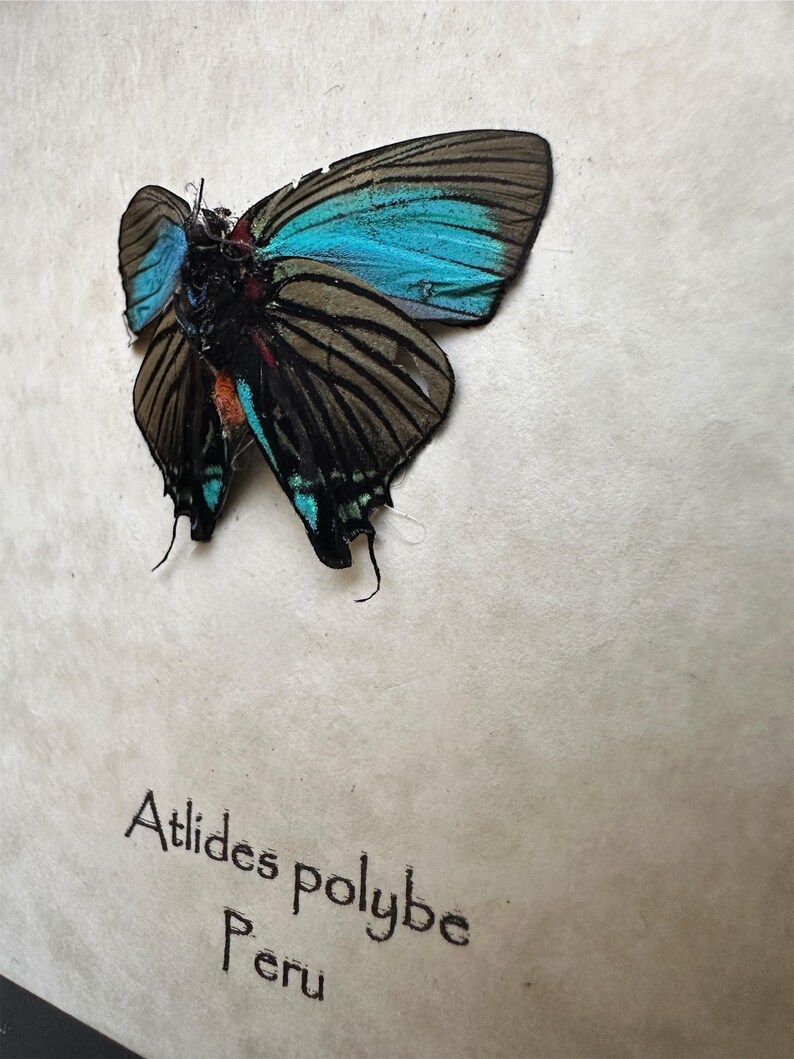 Rare REAL Metallic Blue Light Blue Atlides Polybe Hairstreak Butterfly ...