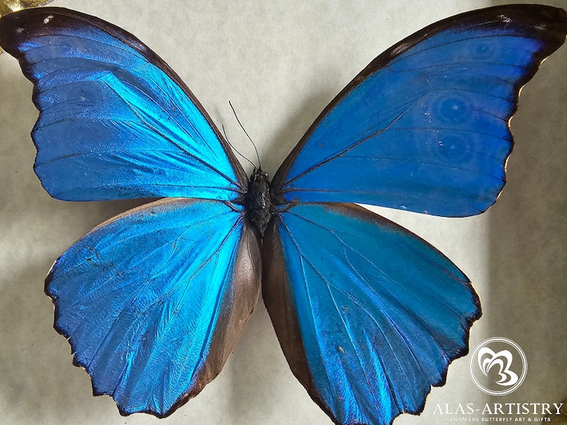 Elegant Real Morpho Didius XL Giant Blue Morpho Taxidermy Art With ...