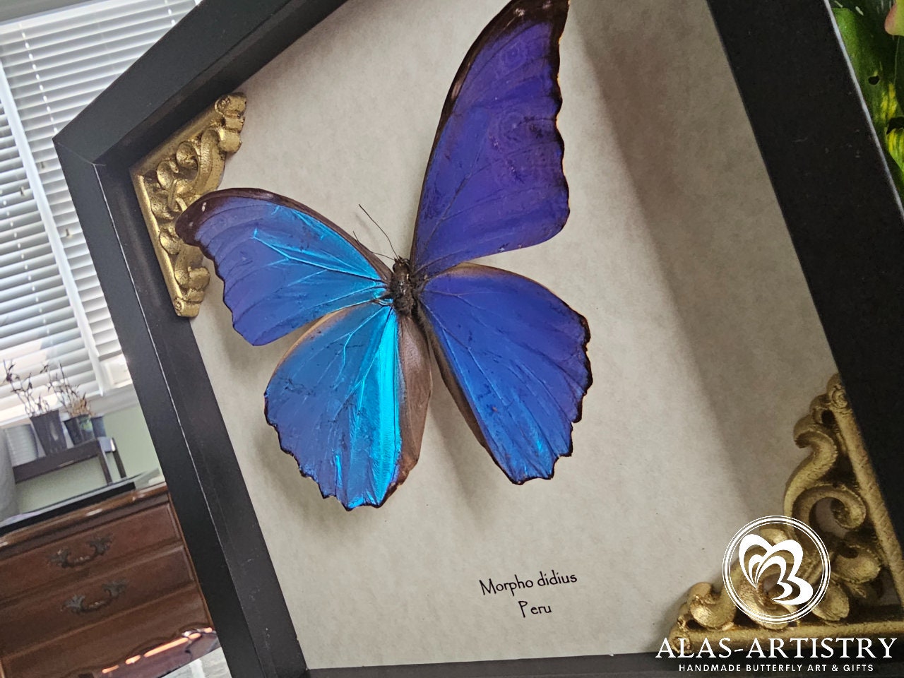 Elegant Real Morpho Didius XL Giant Blue Morpho Taxidermy Art - Etsy