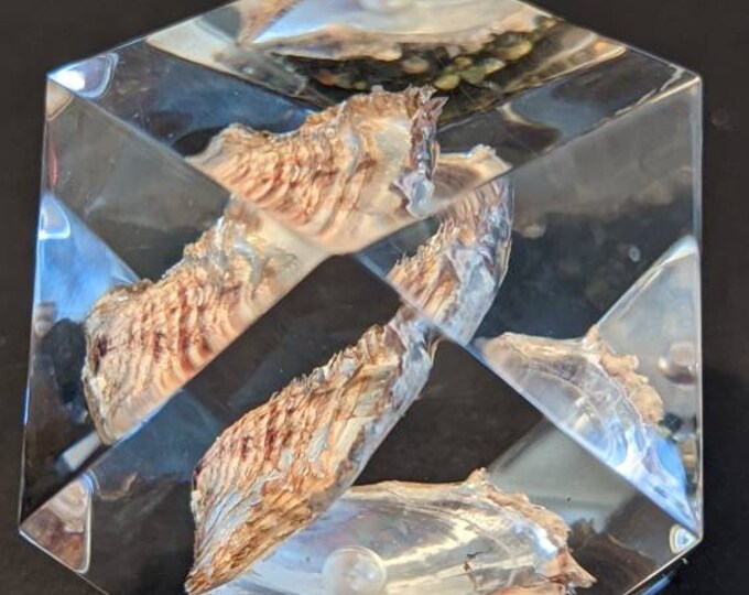 Pearl in the Oyster Shell Encased in Lucite - Etsy