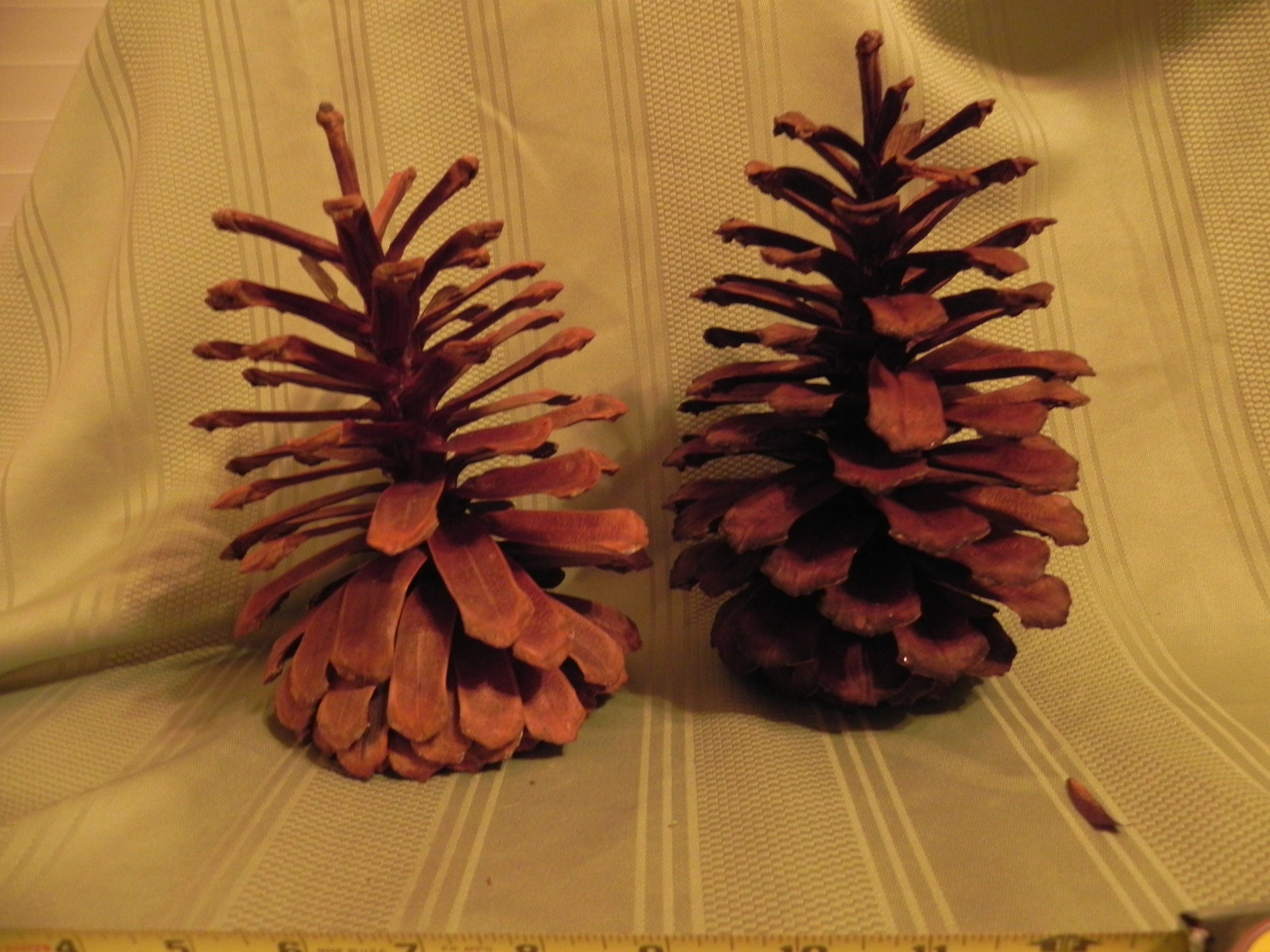 Extra Large Long Leaf Pine Cones Home Decor Crafting - Etsy