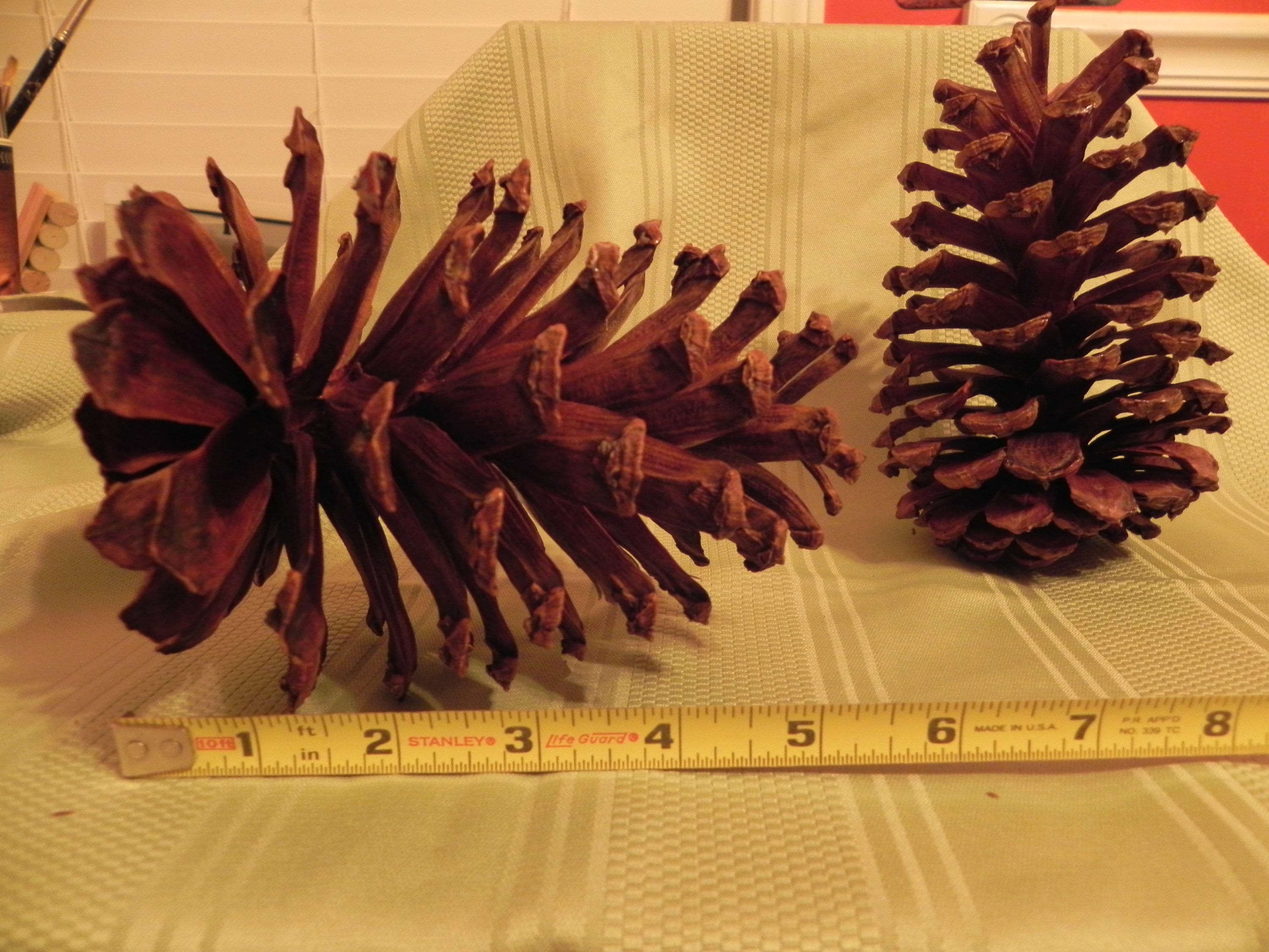 Extra Large Long Leaf Pine Cones Home Decor Crafting - Etsy