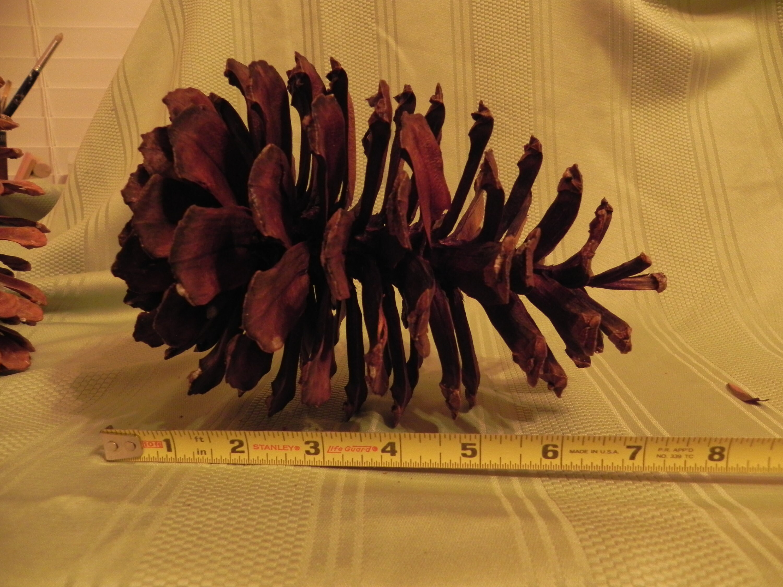 Extra Large Long Leaf Pine Cones Home Decor Crafting - Etsy
