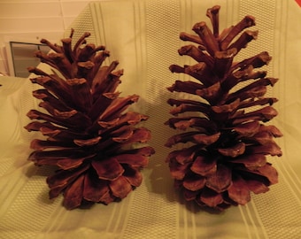 Large Pine Cones - Etsy
