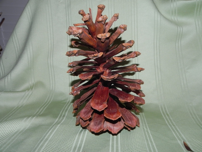 Extra Large Long Leaf Pine Cones Home Decor Crafting - Etsy