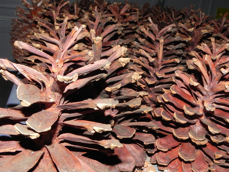 Extra Large Long Leaf Pine Cones Home Decor Crafting - Etsy