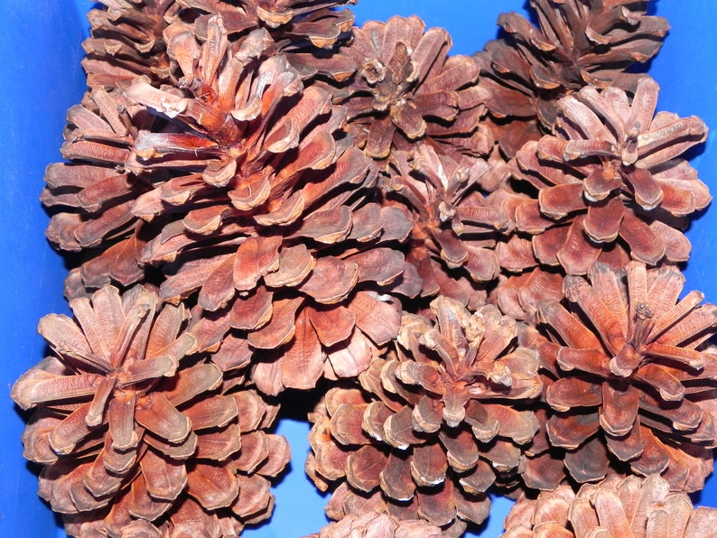 Extra Large Long Leaf Pine Cones Home Decor Crafting - Etsy
