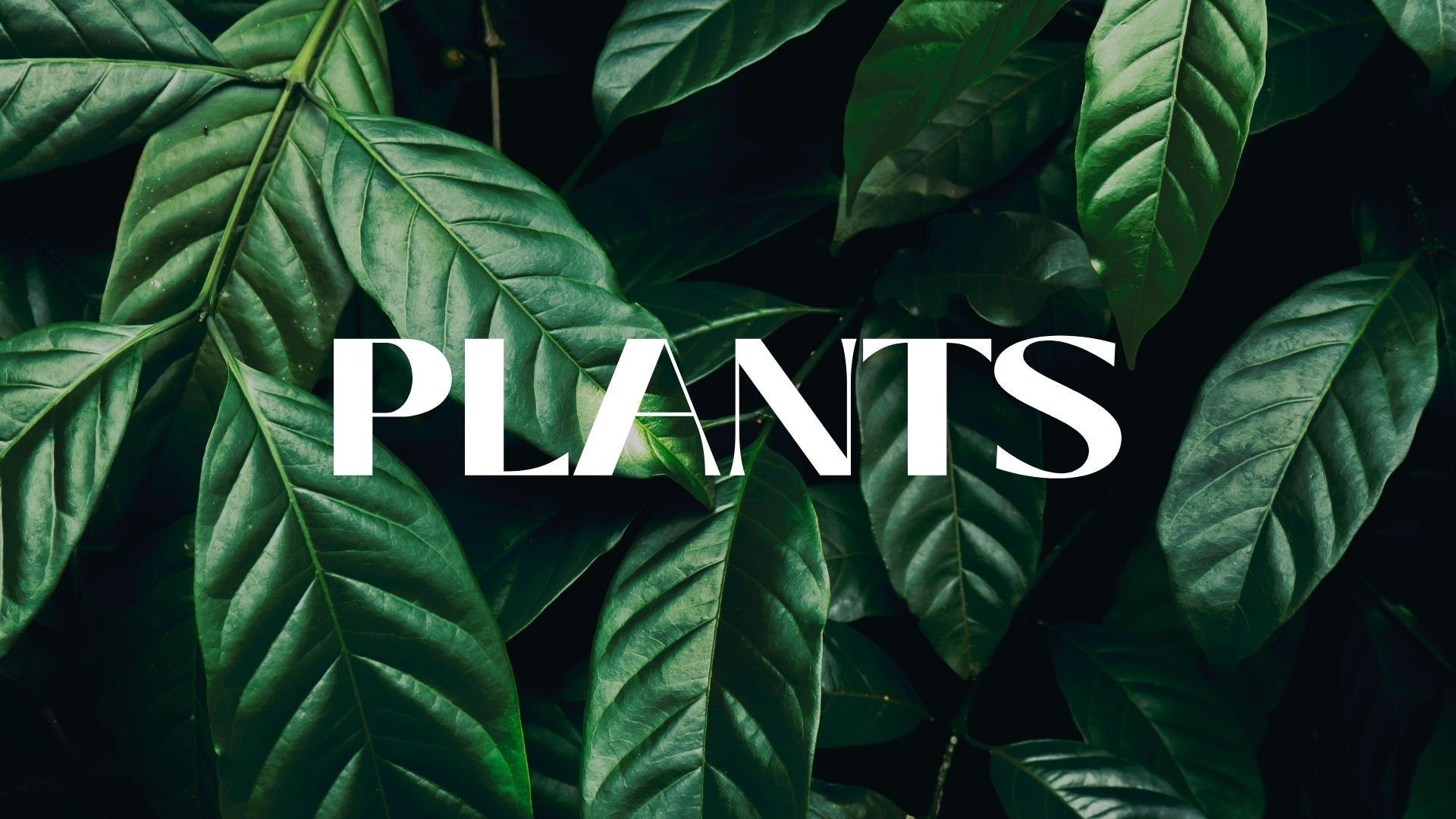 Green Plants Template Presentation - Etsy