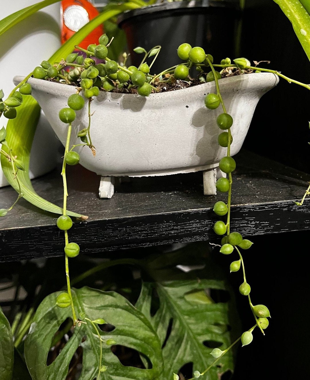 Bathtub Pot | Planter| Succulent| Cactus | String of Pearls | Pot| Cute ...