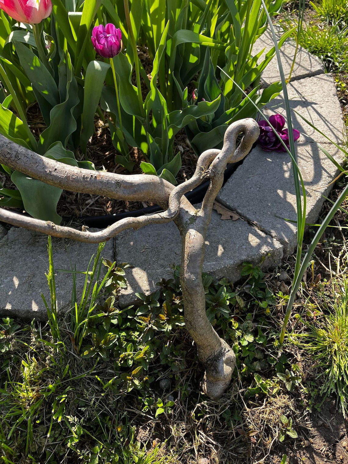 Harry Lauder’s Walking Stick Decor Wood - Etsy