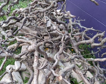 Harry Lauder Walking Stick Curly Twisted Branches - Etsy