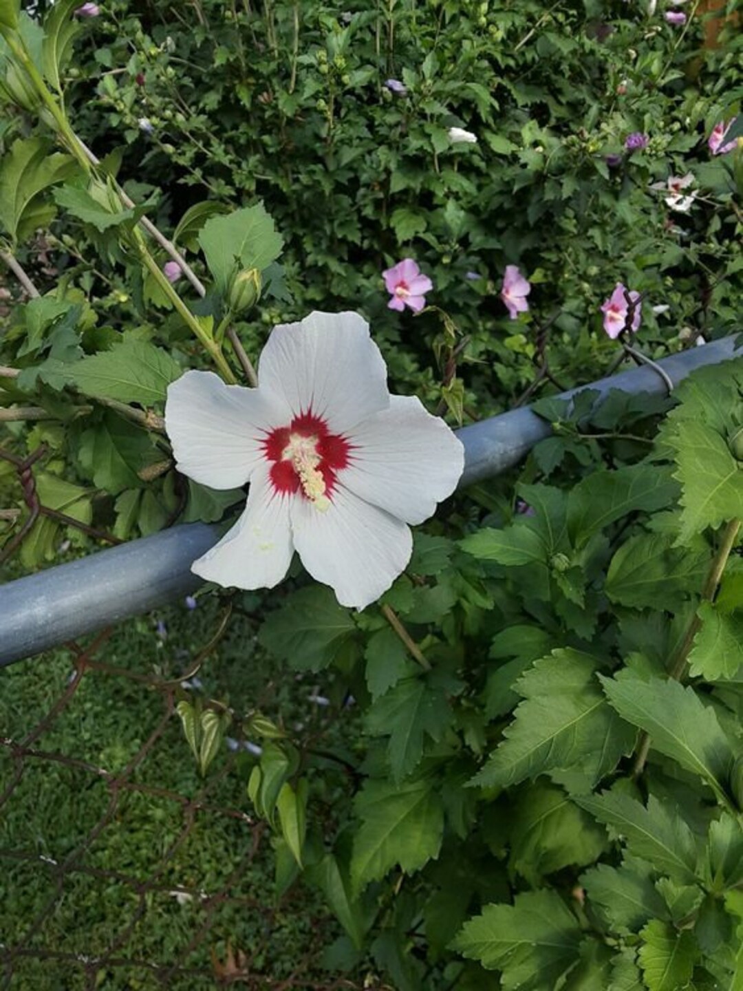 Althea Red Heart Hibiscus Starter Plant Rose of Sharon Mixed Color - Etsy