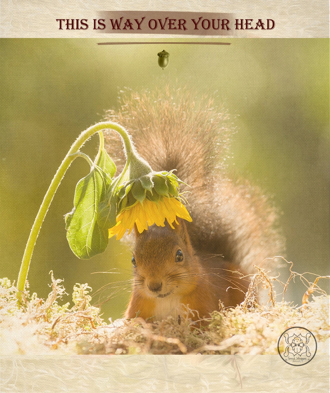 Squirrel Wisdom I & II Books With Awarded Photos - Etsy