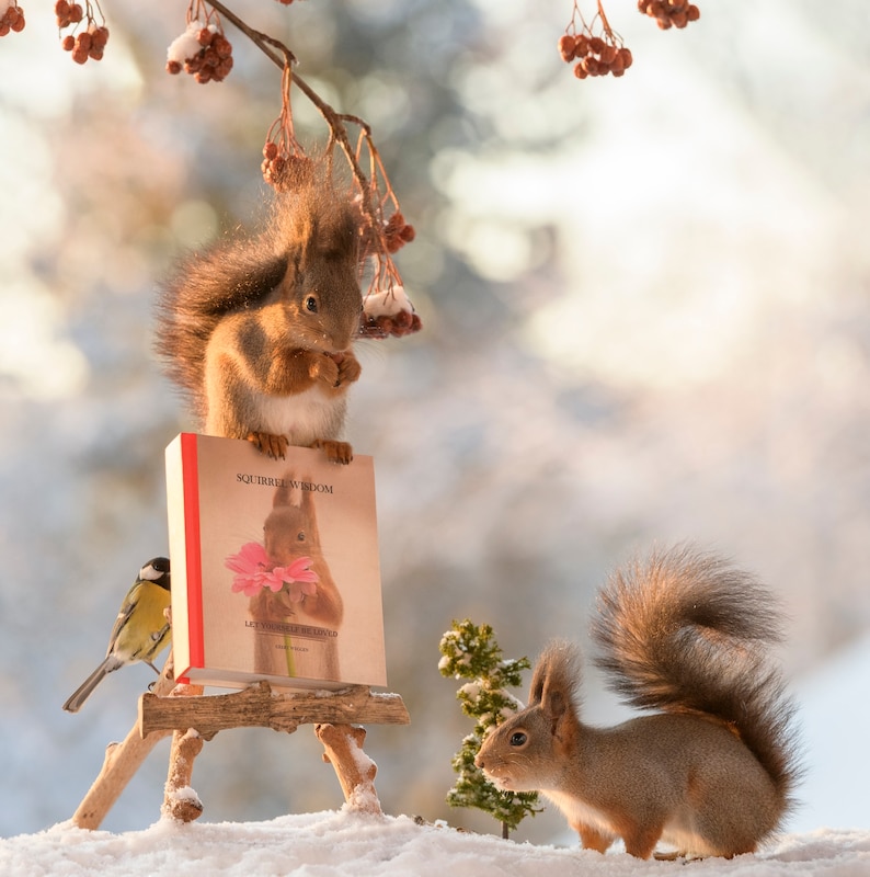 Squirrel Wisdom Book With Photos of the Red Squirrel - Etsy