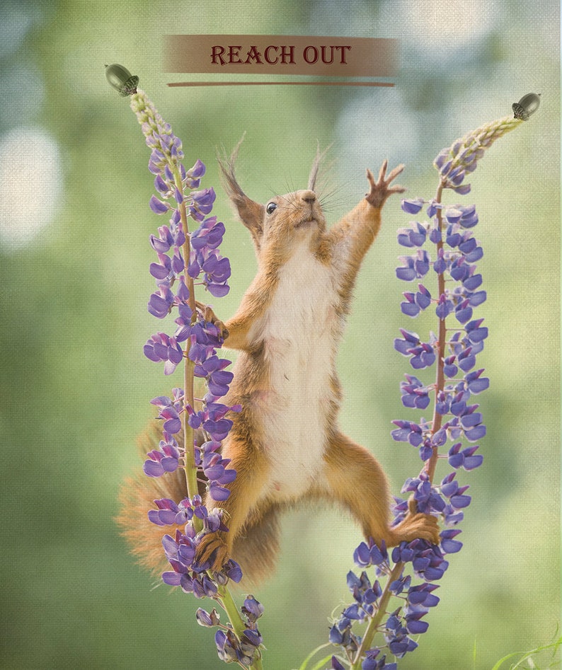 Squirrel Wisdom Book With Photos of the Red Squirrel - Etsy