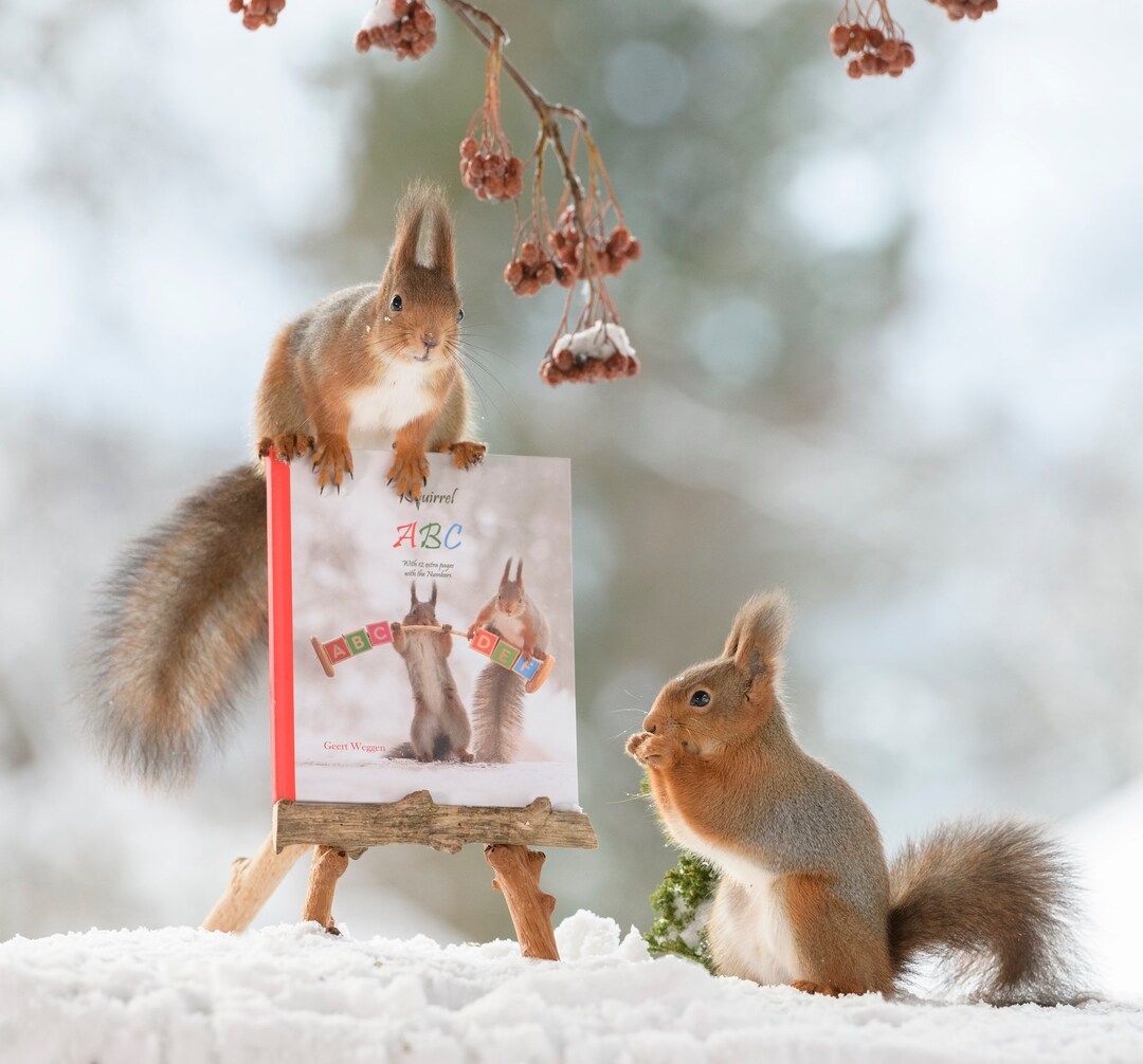 Squirrel ABC Photo Book - Etsy