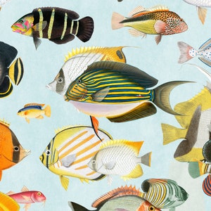 Wallpaper From an Exotic Collection With Fish Motifs - Peel & Stick ...
