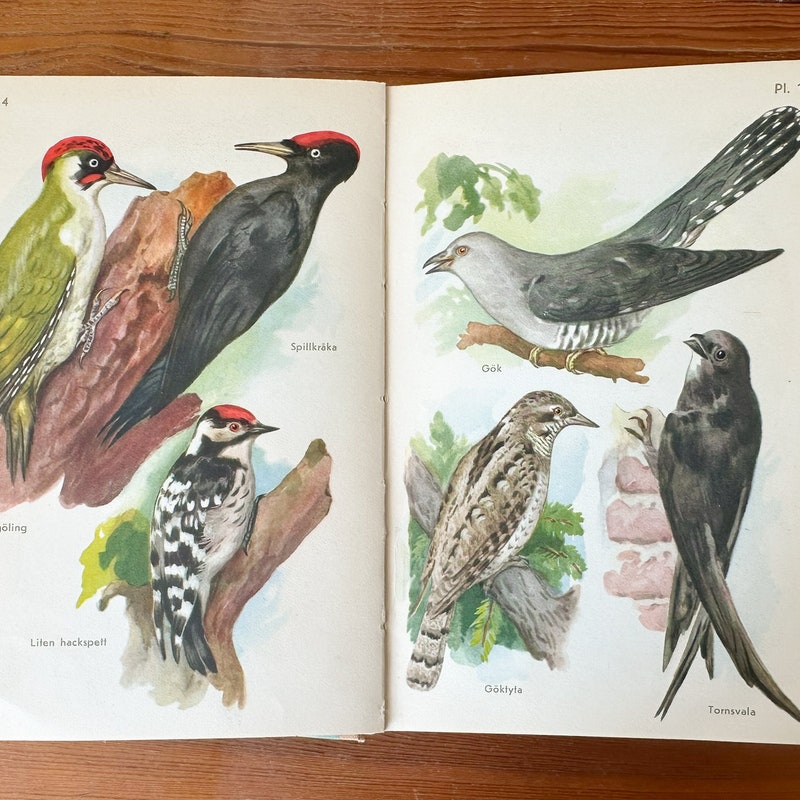 Vintage Bird Book - Etsy