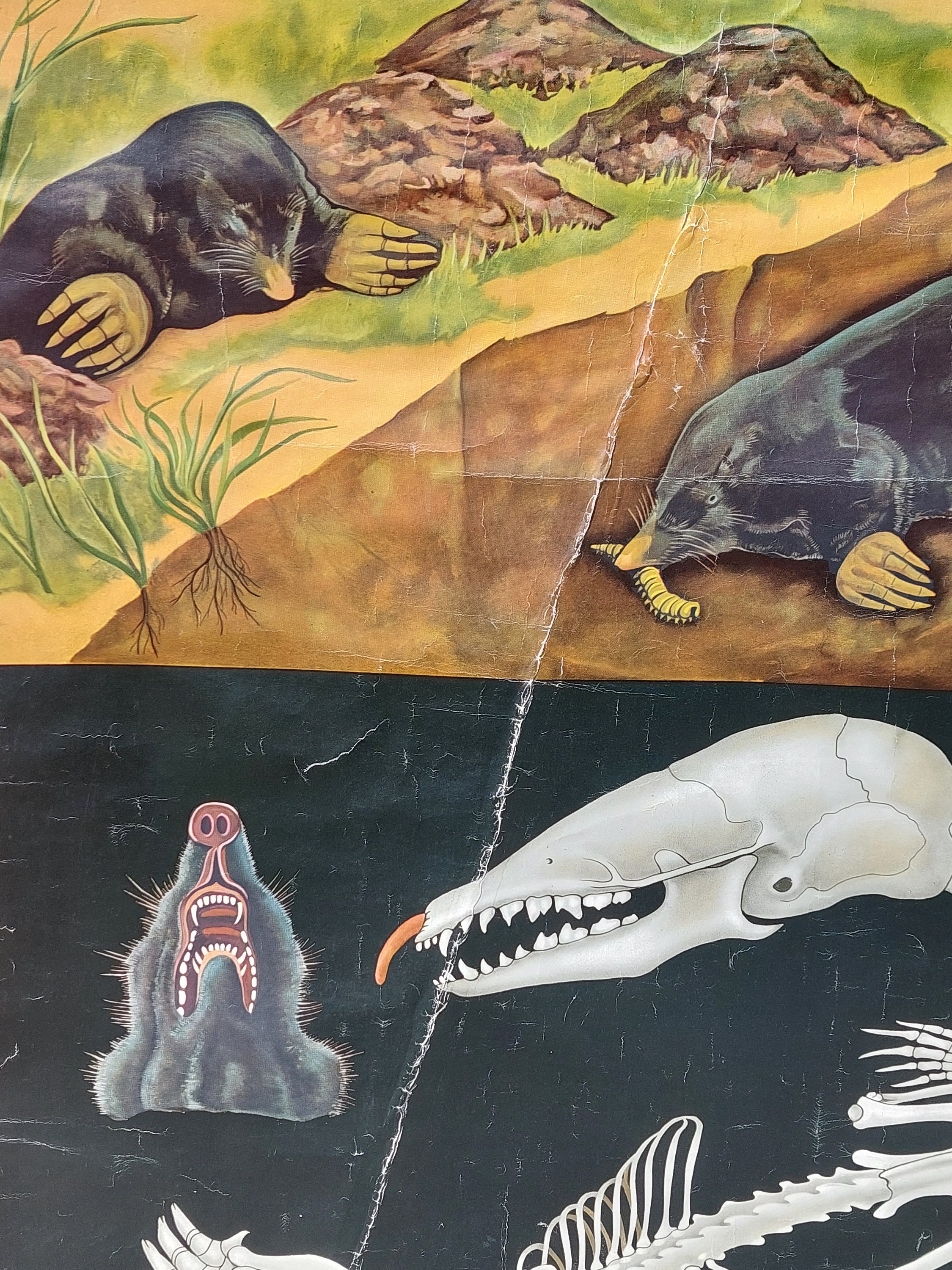 Vintage Original German Educational Poster/mole Anatomy/school Wall ...